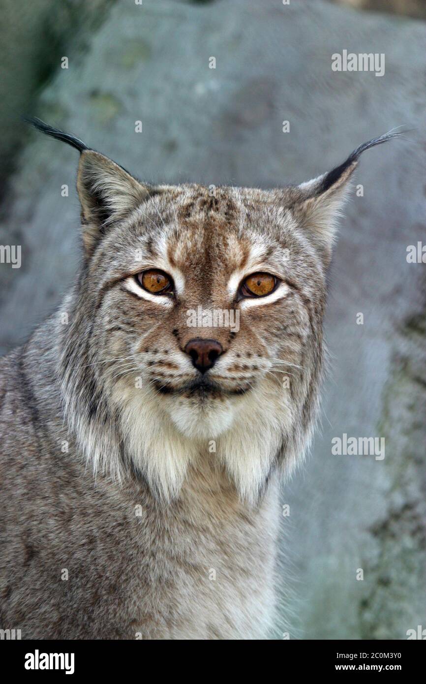 Pictures lynx hi-res stock photography and images - Alamy