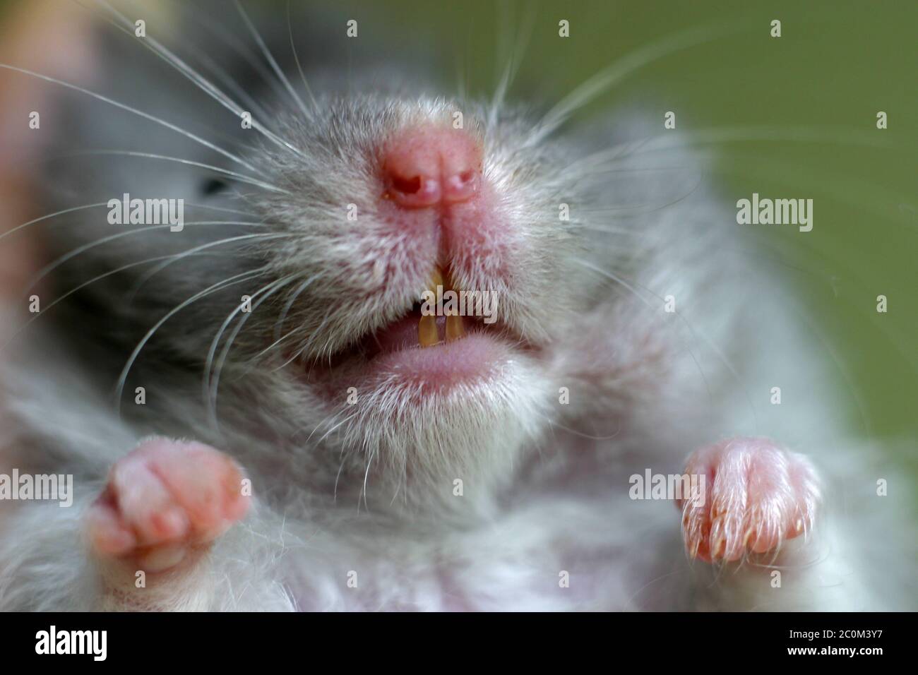 Close up hamster hi-res stock photography and images - Alamy