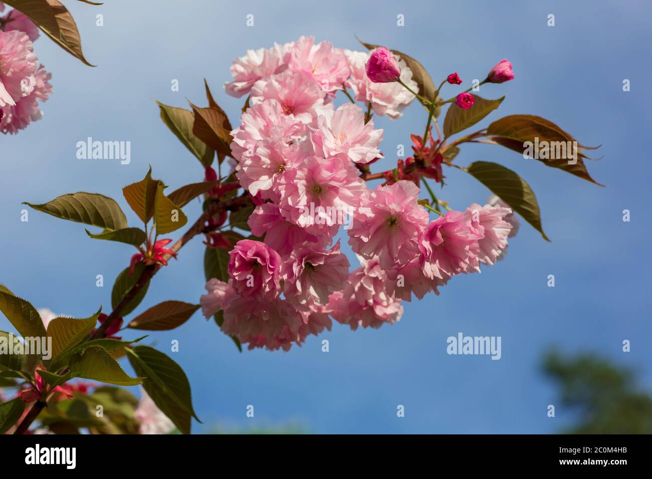 Beautiful Cherry blossom , pink sakura flower Stock Photo - Alamy
