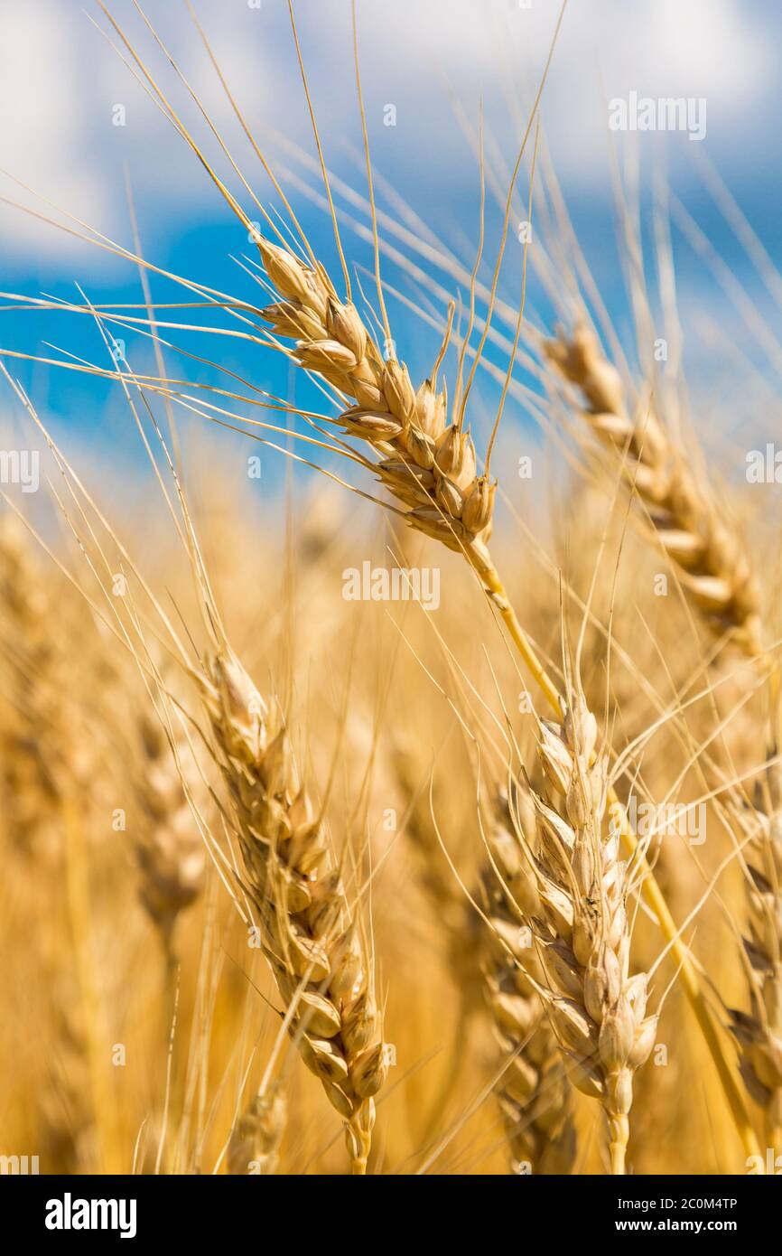 A wheat field, fresh crop of wheat Stock Photo - Alamy