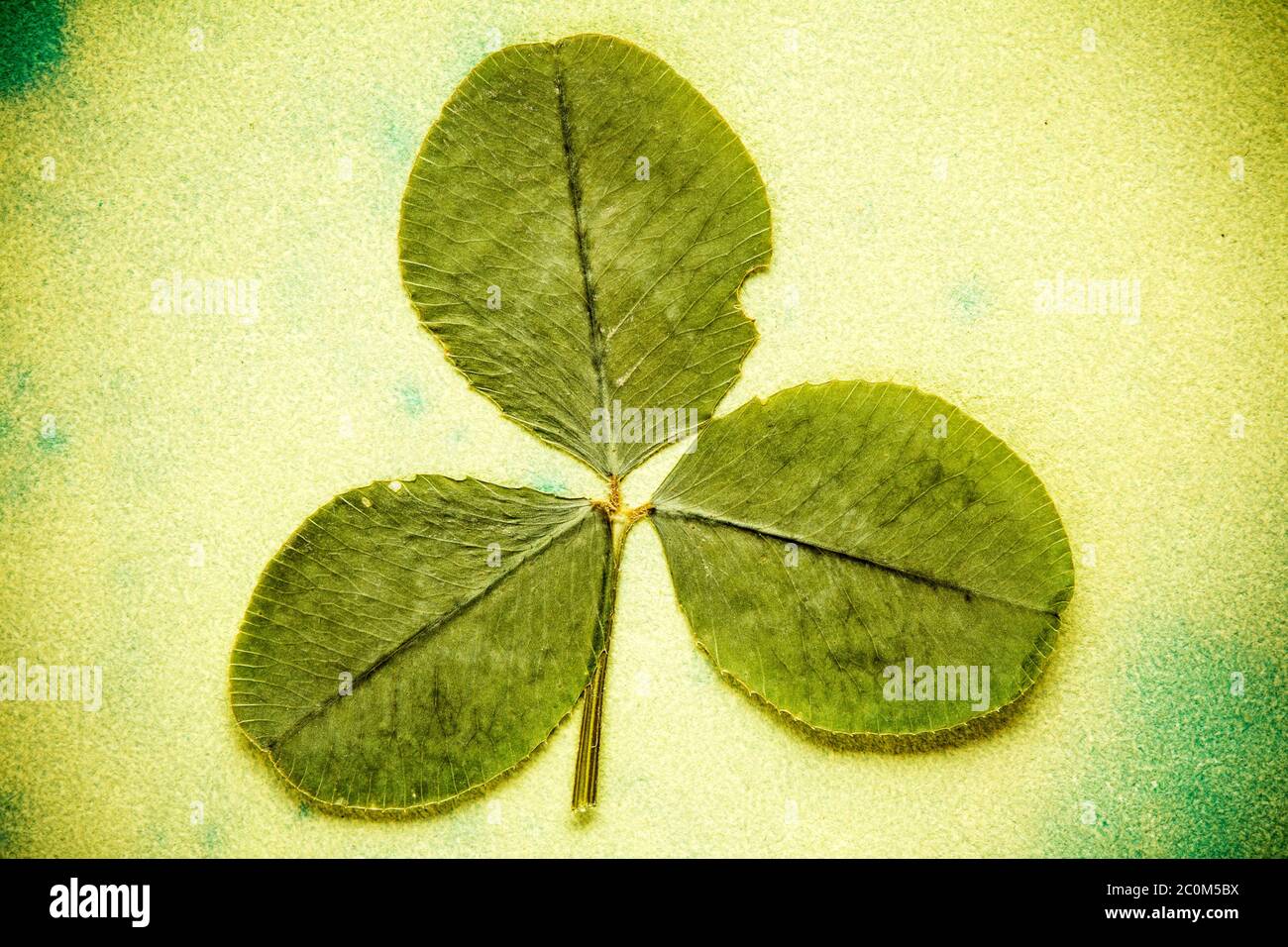 Dry three - leafed clover Stock Photo - Alamy