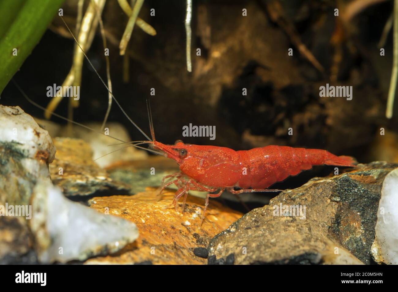 Red shrimp bottom in the aquarium Stock Photo - Alamy