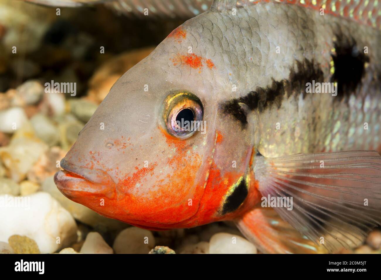 Detail of head of cichlid fish Stock Photo - Alamy