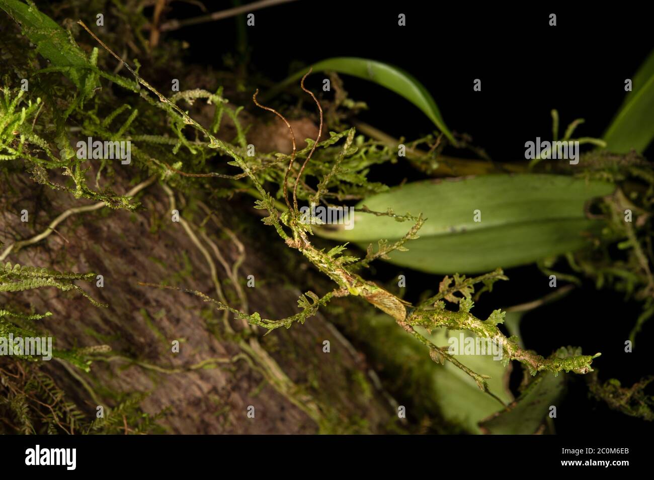 Moss Mimic Stick Insect, Trychopeplus laciniatus, Diapheromeridae ...