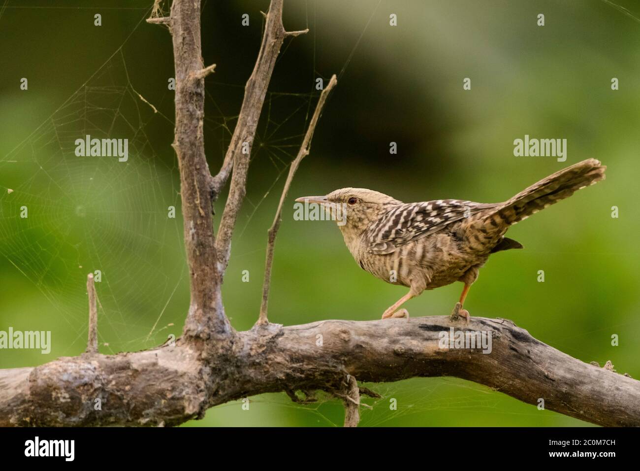 A fasciated wren (Campylorhynchus fasciatus) in Churute Mangroves, in ...