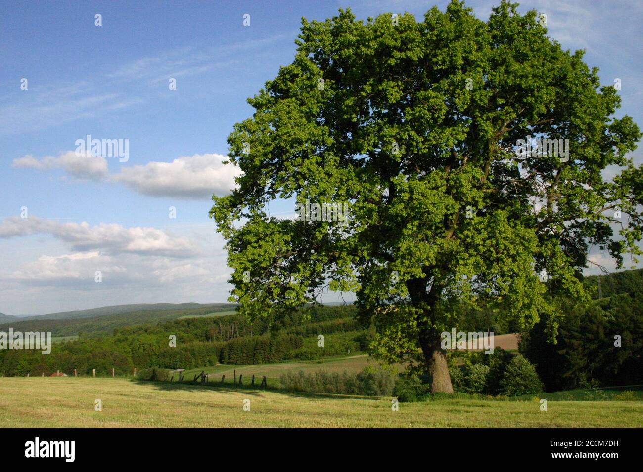 Landscape with beech Stock Photo - Alamy