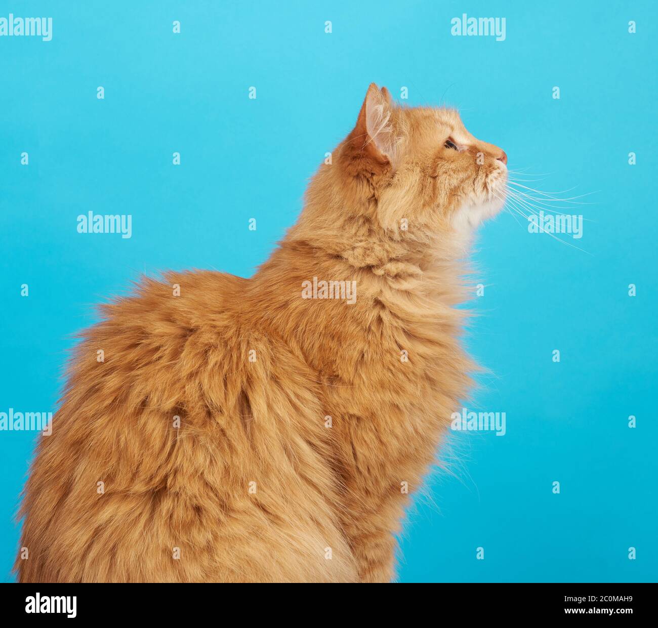 Ginger cat side profile hi-res stock photography and images - Alamy