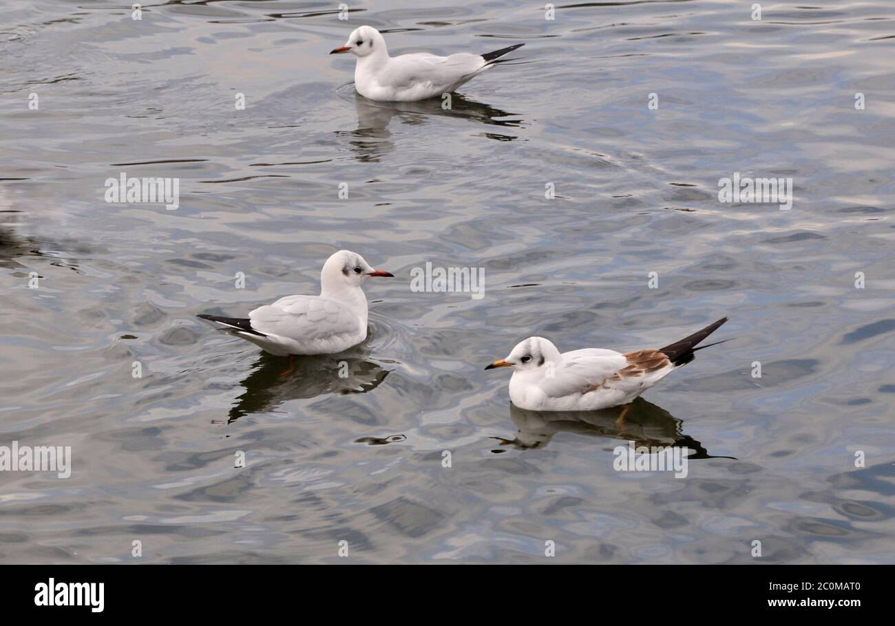 three seagulls on water Stock Photo - Alamy