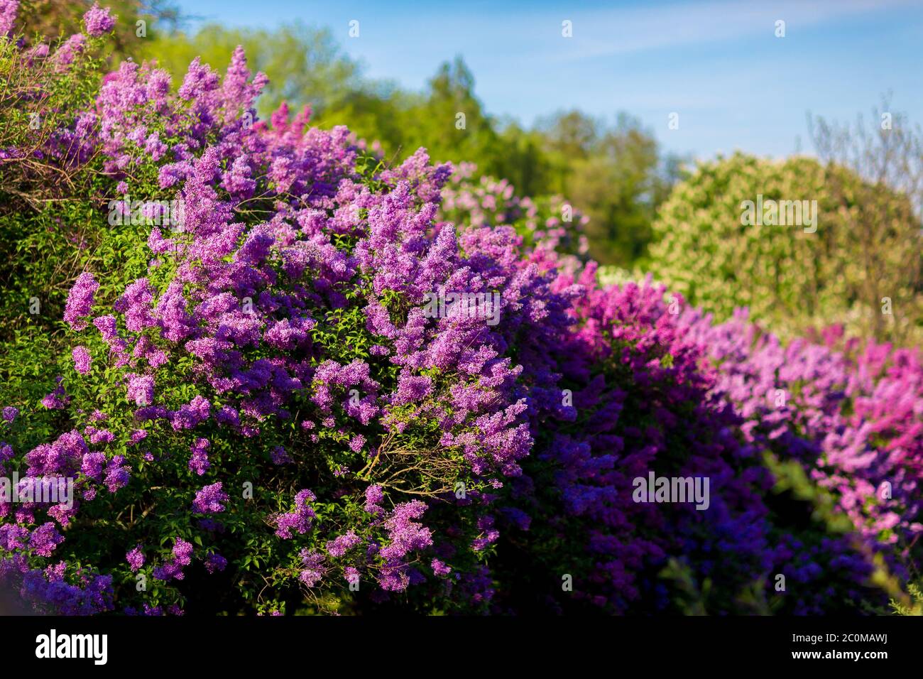 purple lilac bush blooming in May day. City park Stock Photo - Alamy