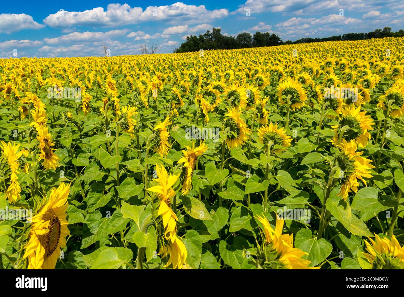 sun flowers field in Ukraine sunflowers Stock Photo - Alamy