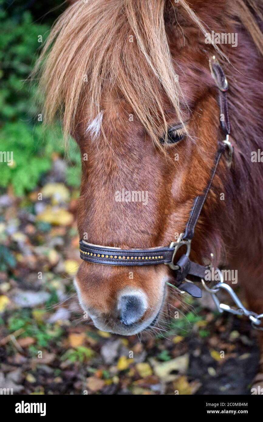 shetland pony portrait Stock Photo - Alamy