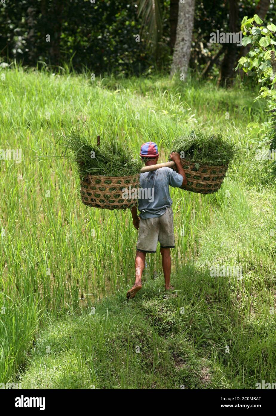 Indonesia rice production hi-res stock photography and images - Alamy