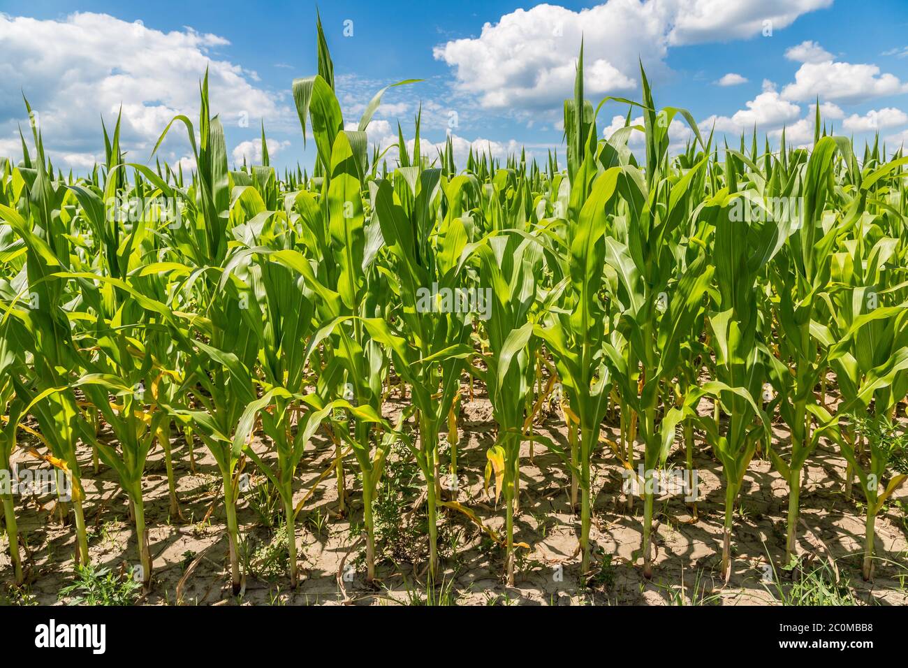 Green corn field Stock Photo - Alamy