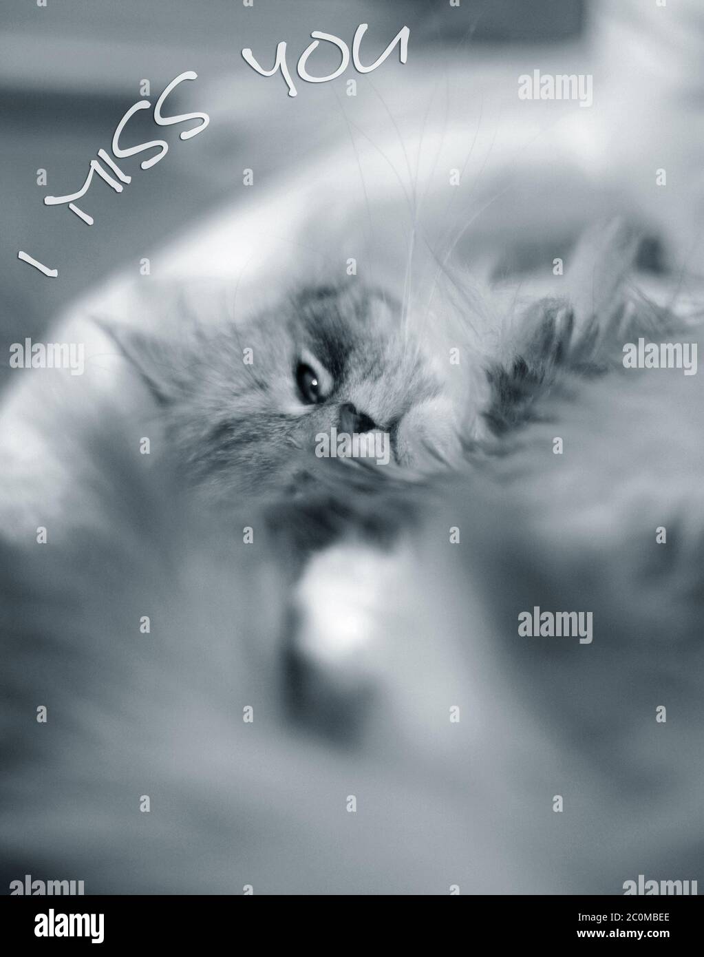 Miss fluffy hi-res stock photography and images - Alamy