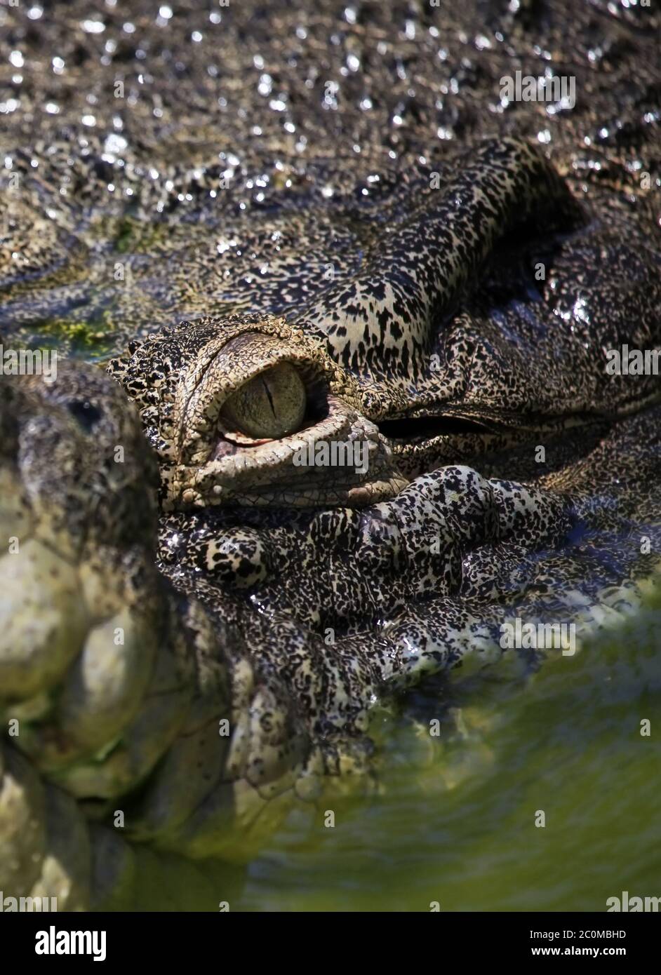 Macro eye of crocodile hi-res stock photography and images - Alamy