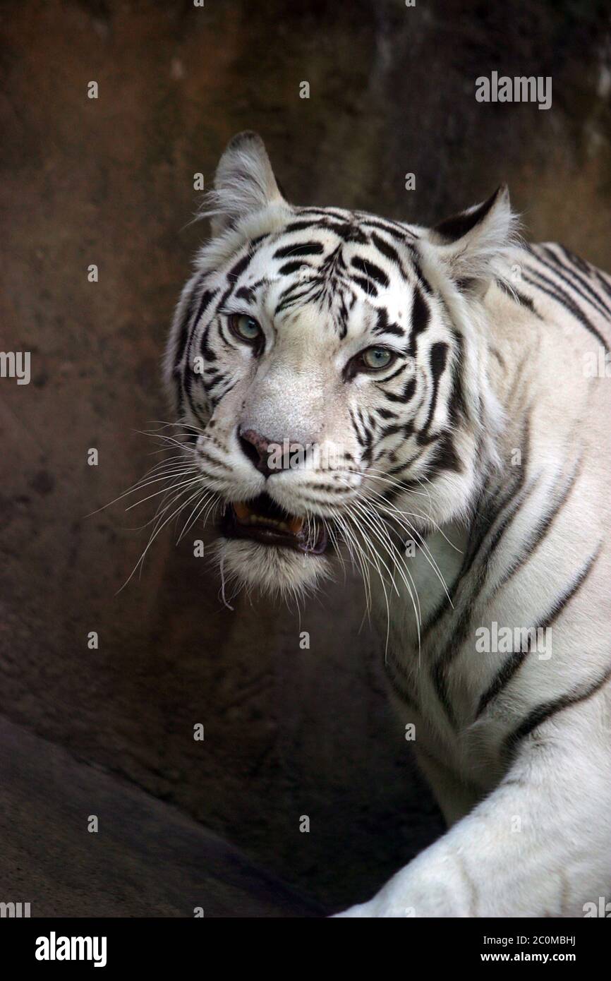 White tiger hi-res stock photography and images - Alamy