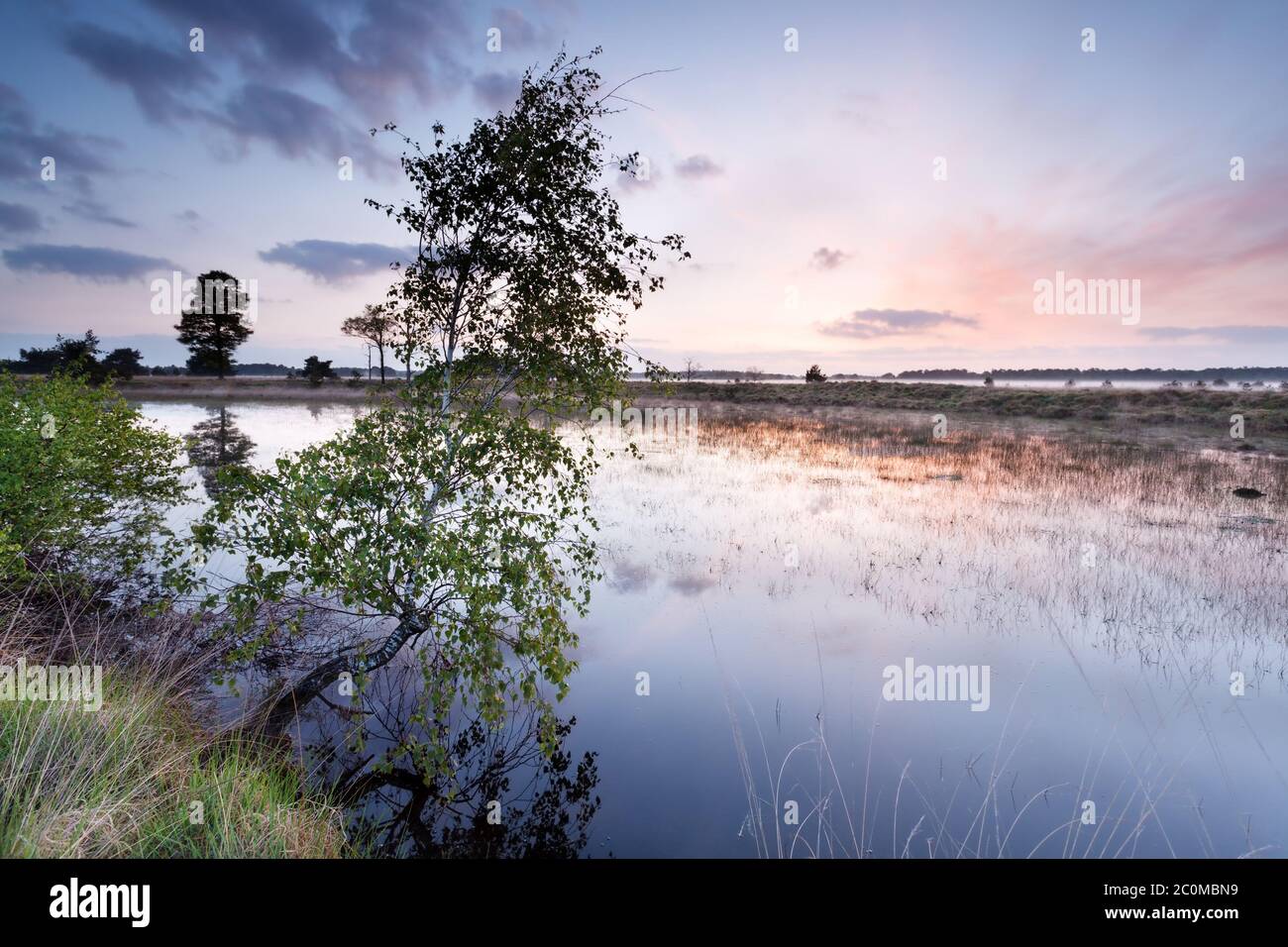 River birch tree hi-res stock photography and images - Alamy
