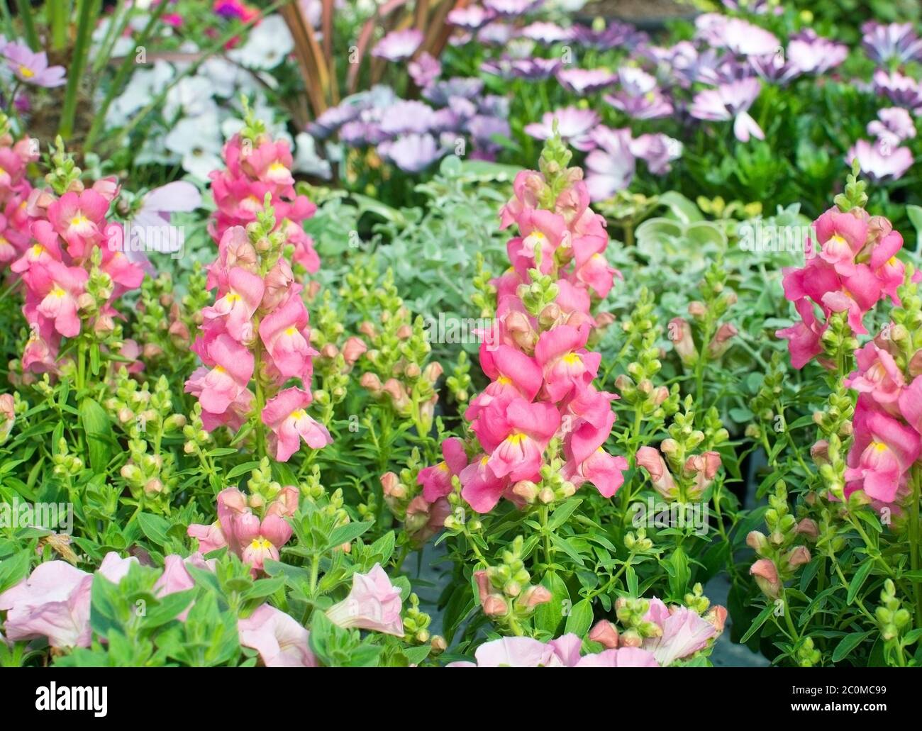 Pink and yellow snapdragon flowers Stock Photo - Alamy