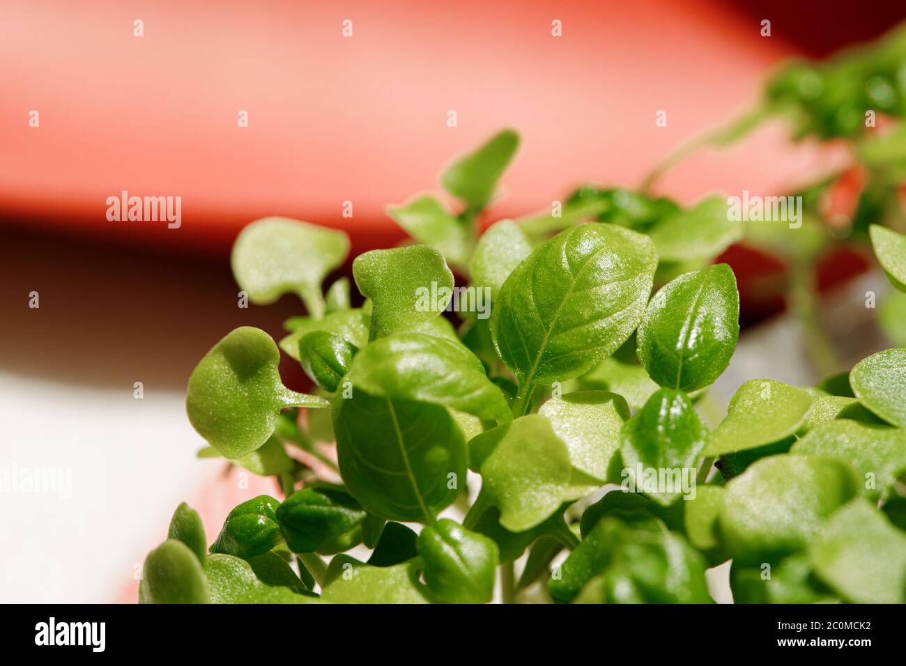 Growing micro greens in a daylight close up Stock Photo - Alamy
