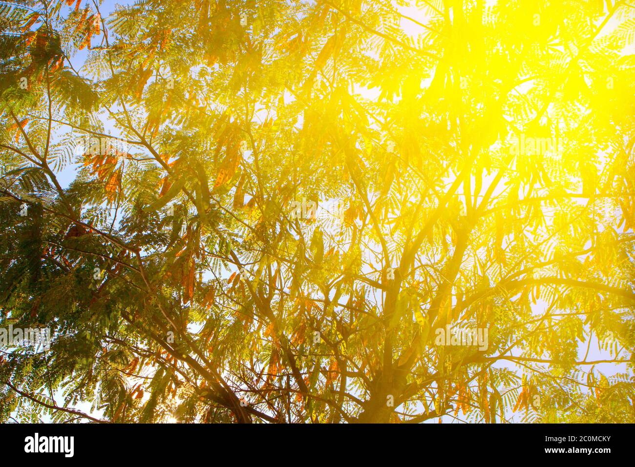 lightbeam in the tree branches Stock Photo - Alamy
