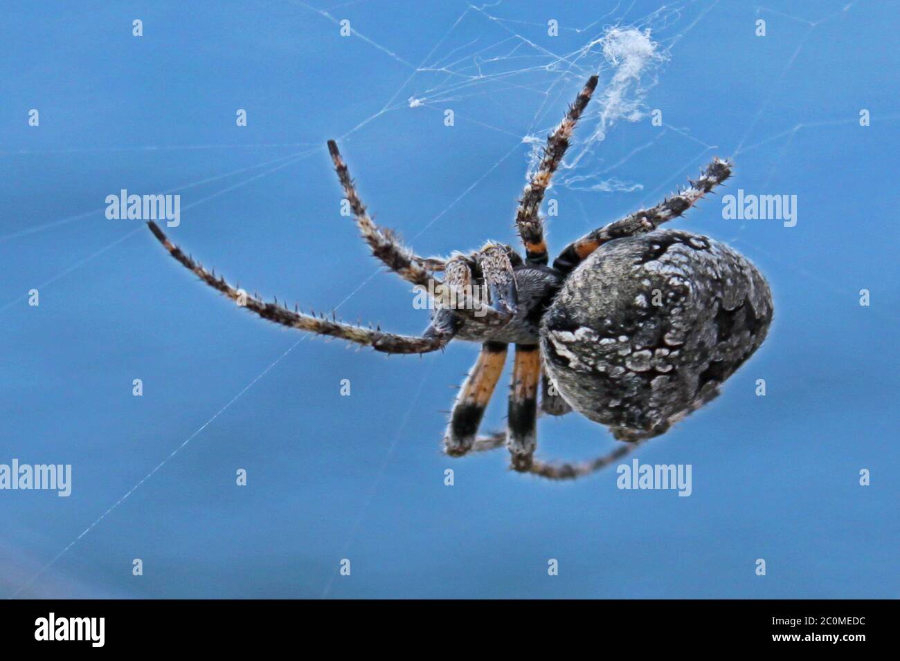Cross Spider - Araneus diadematus Also known as European garden spider ...