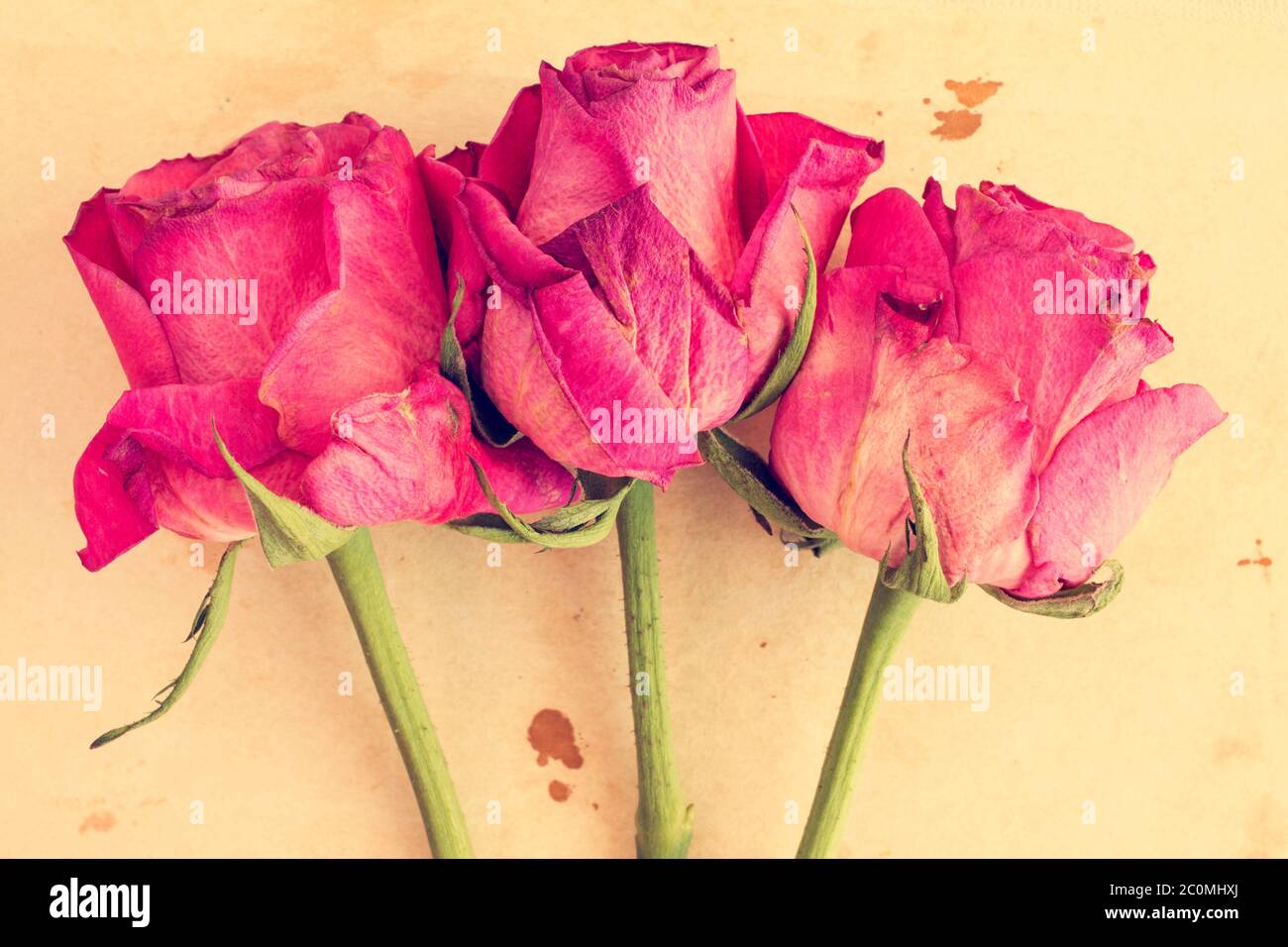 Dry pink roses on old paper background Stock Photo - Alamy