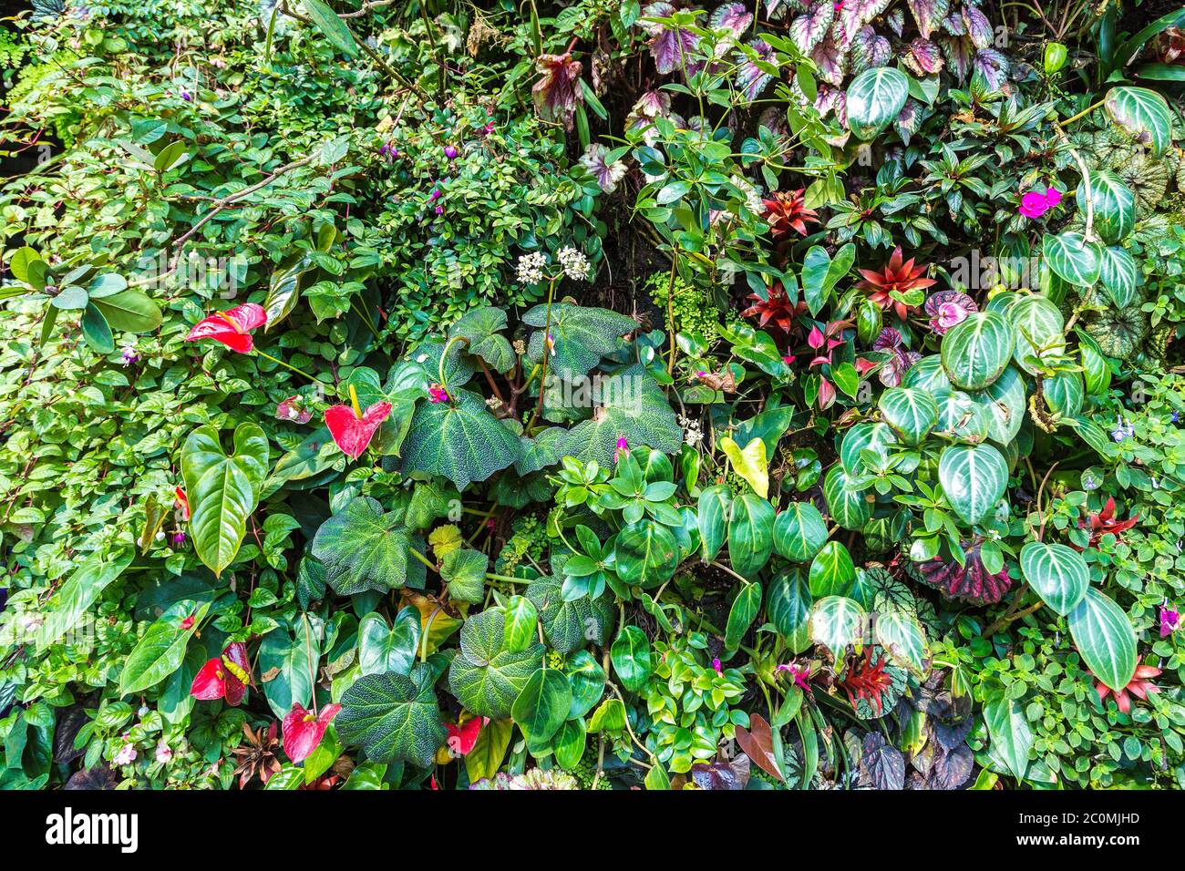 Vertical garden with tropical green leaf and flowers. Nature background ...