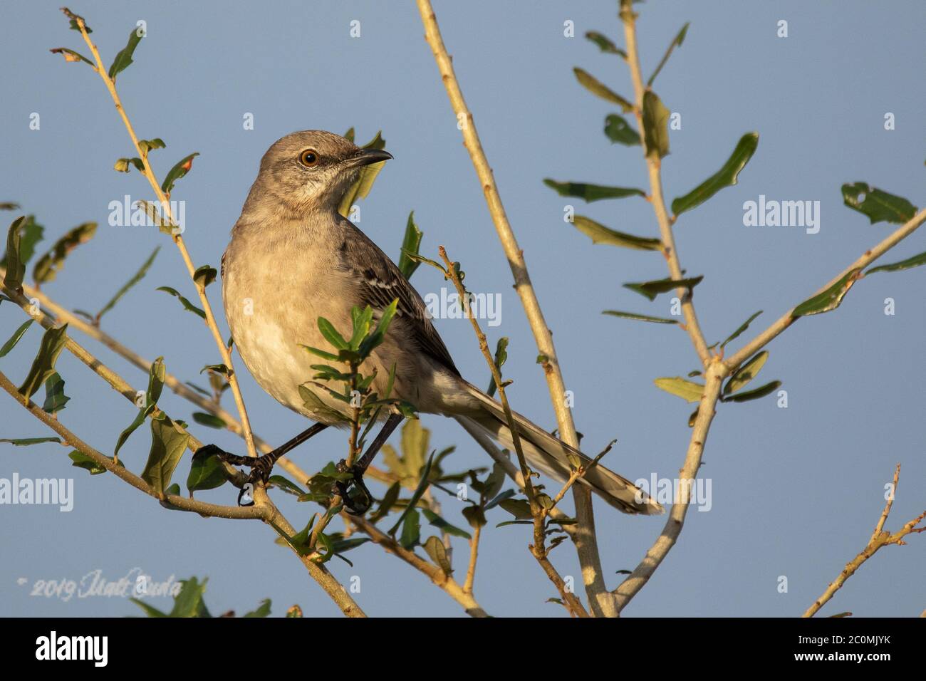Northern Mocking Bird Stock Photo - Alamy