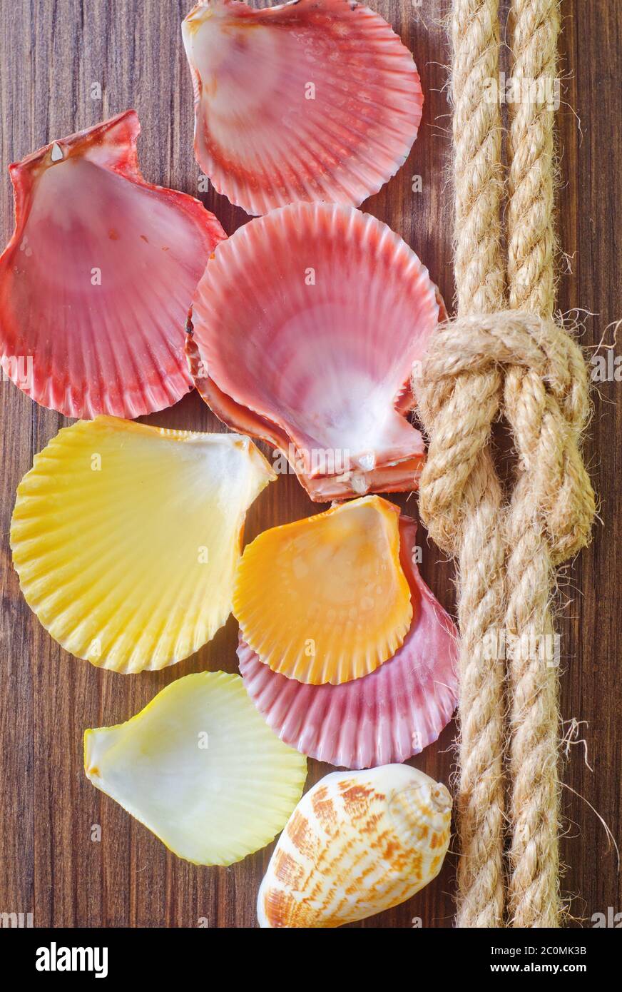 sea shells and rope Stock Photo - Alamy