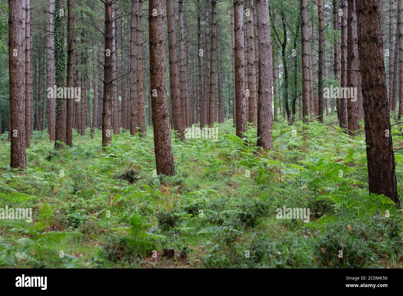 Undergrowth pine hi-res stock photography and images - Alamy