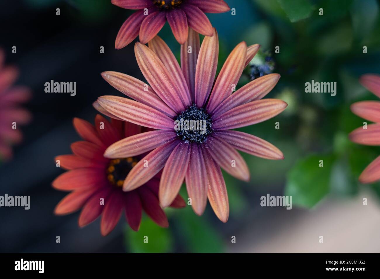 Colourful daisy hi-res stock photography and images - Alamy