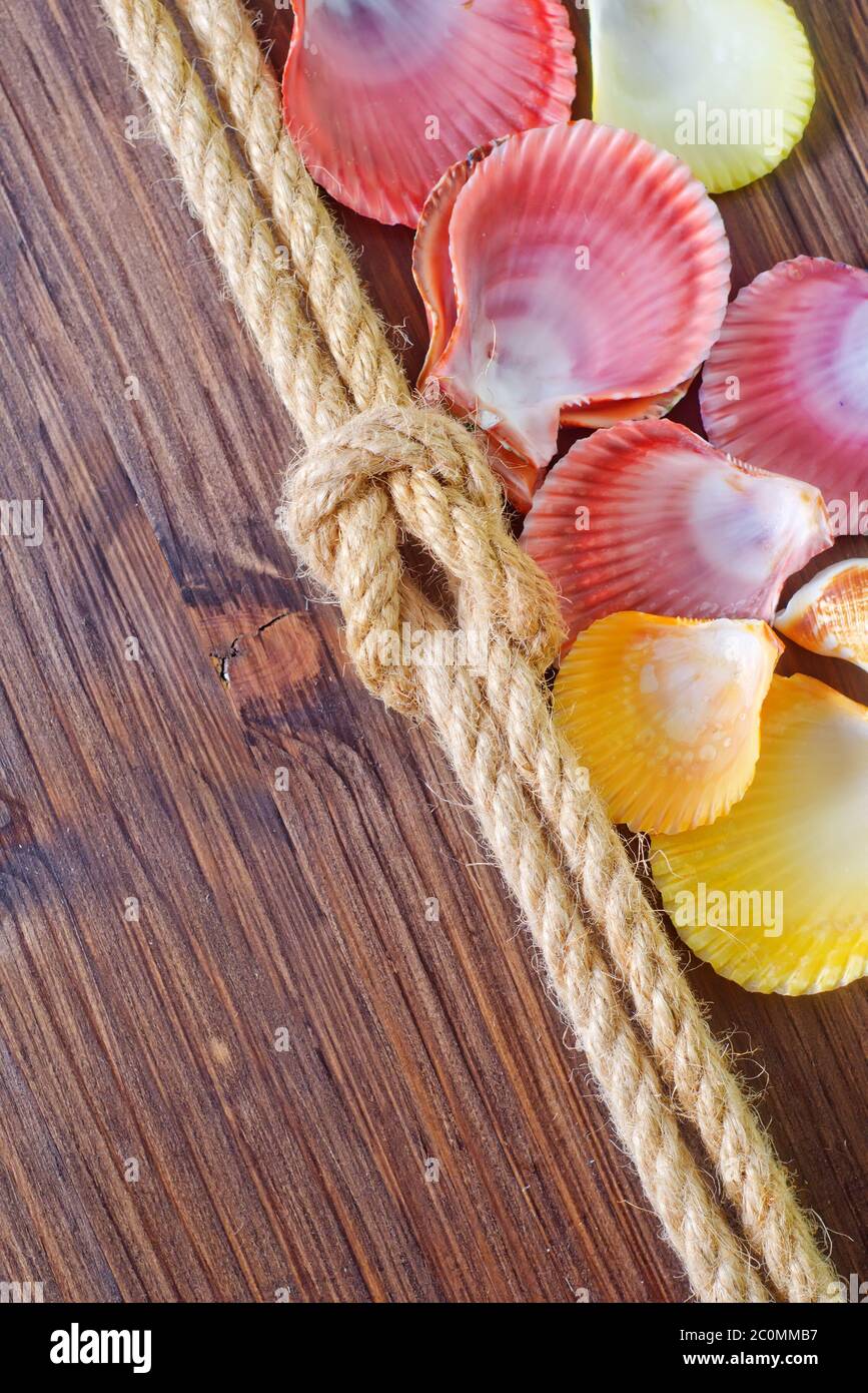 sea shells and rope Stock Photo - Alamy