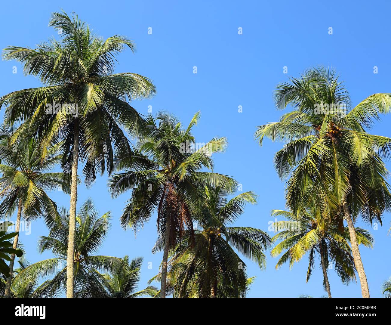 Blue palms resort hi-res stock photography and images - Alamy