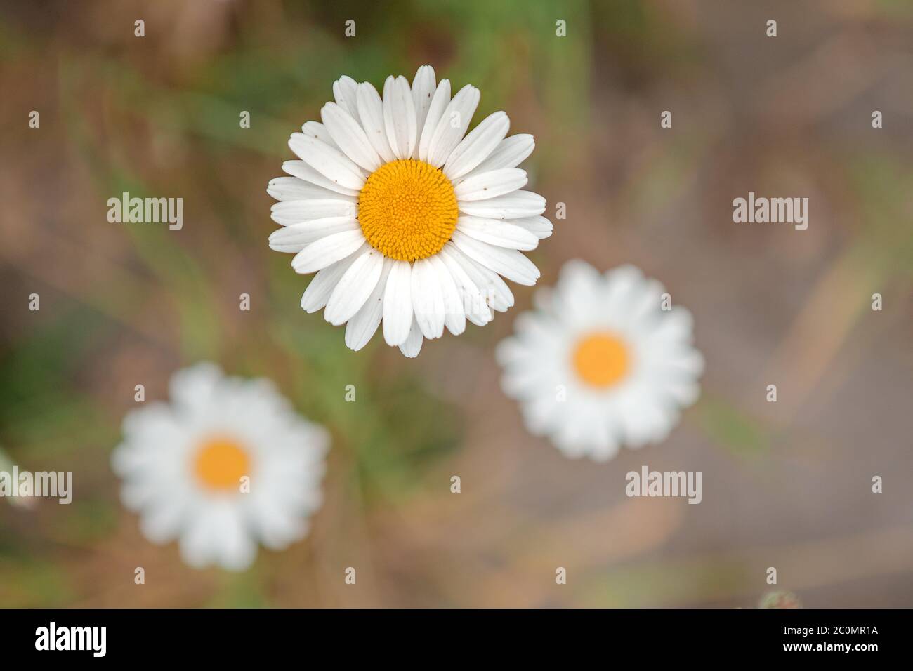 daisy flower head Stock Photo - Alamy