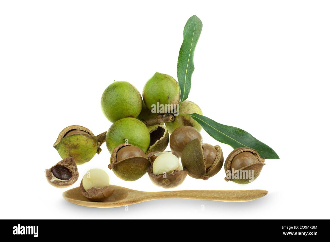 Group of peeled and unpeeled macadamia nuts at white background Stock ...