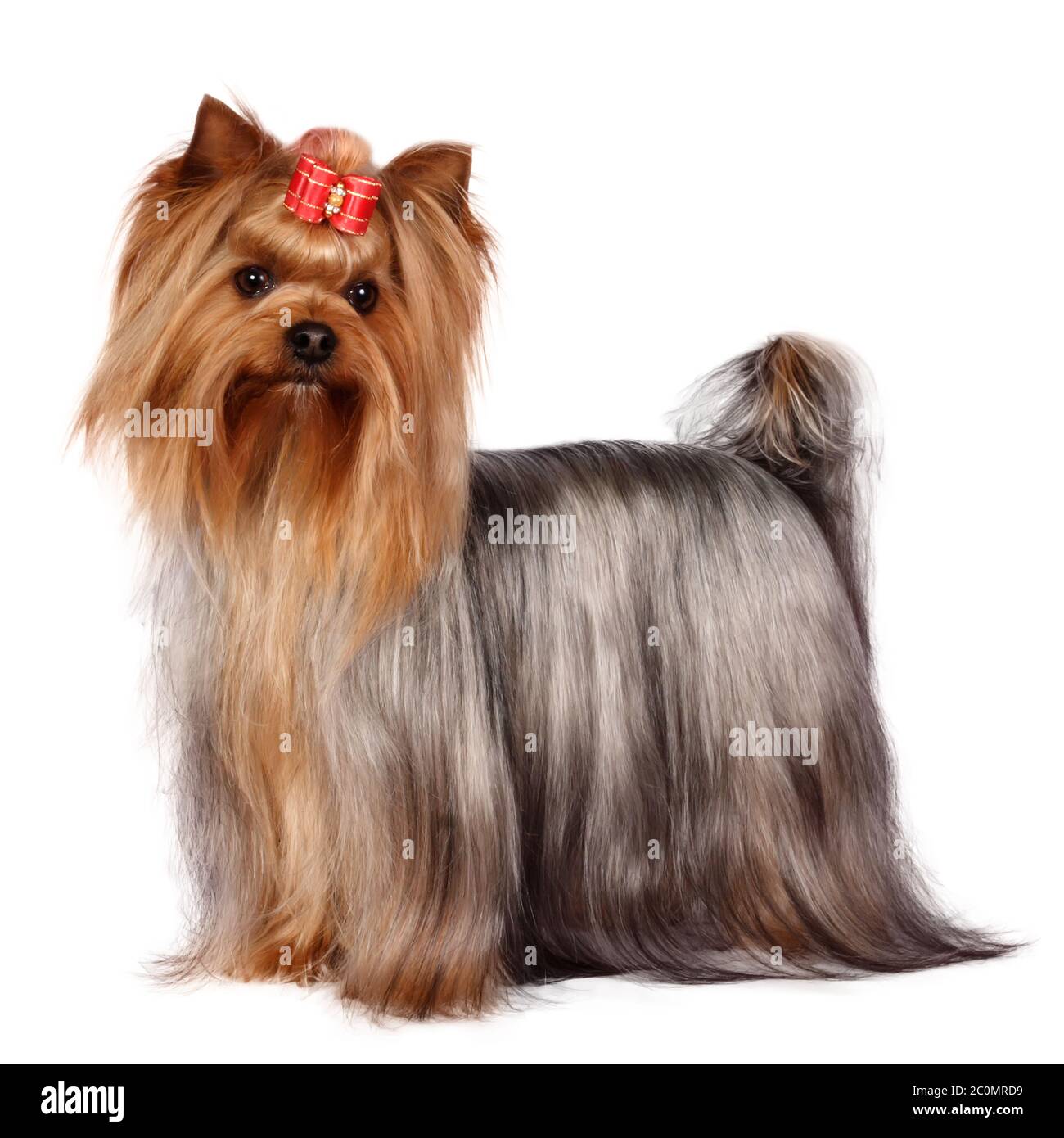 Yorkshire Terrier Portrait on white background Stock Photo - Alamy
