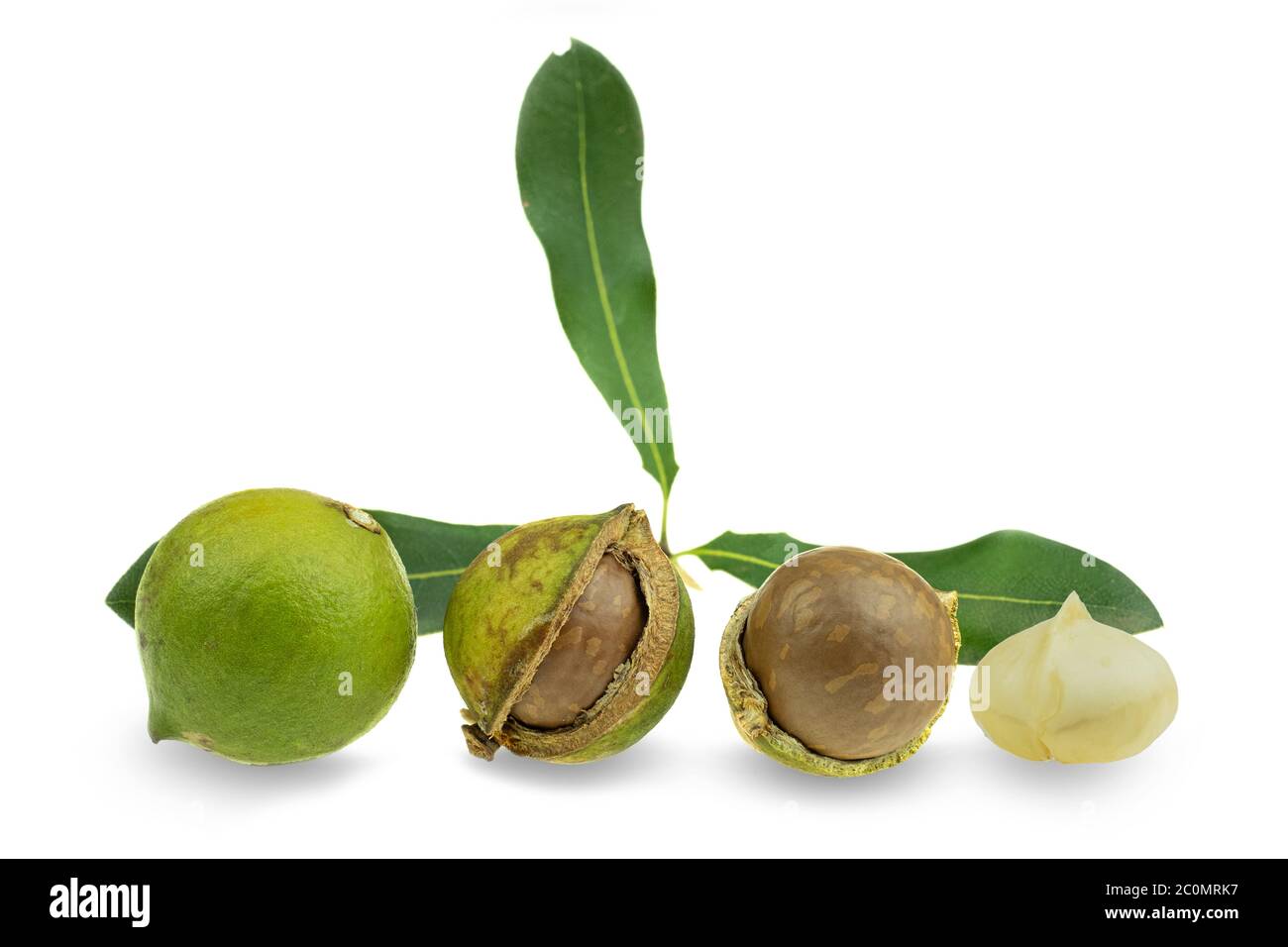 Group of peeled and unpeeled macadamia nuts at white background Stock ...