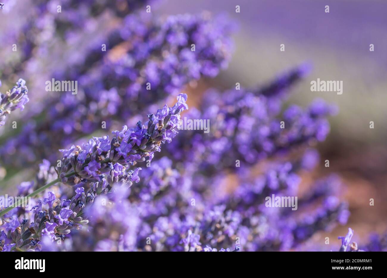 Lavender and purple flowers hi-res stock photography and images - Alamy