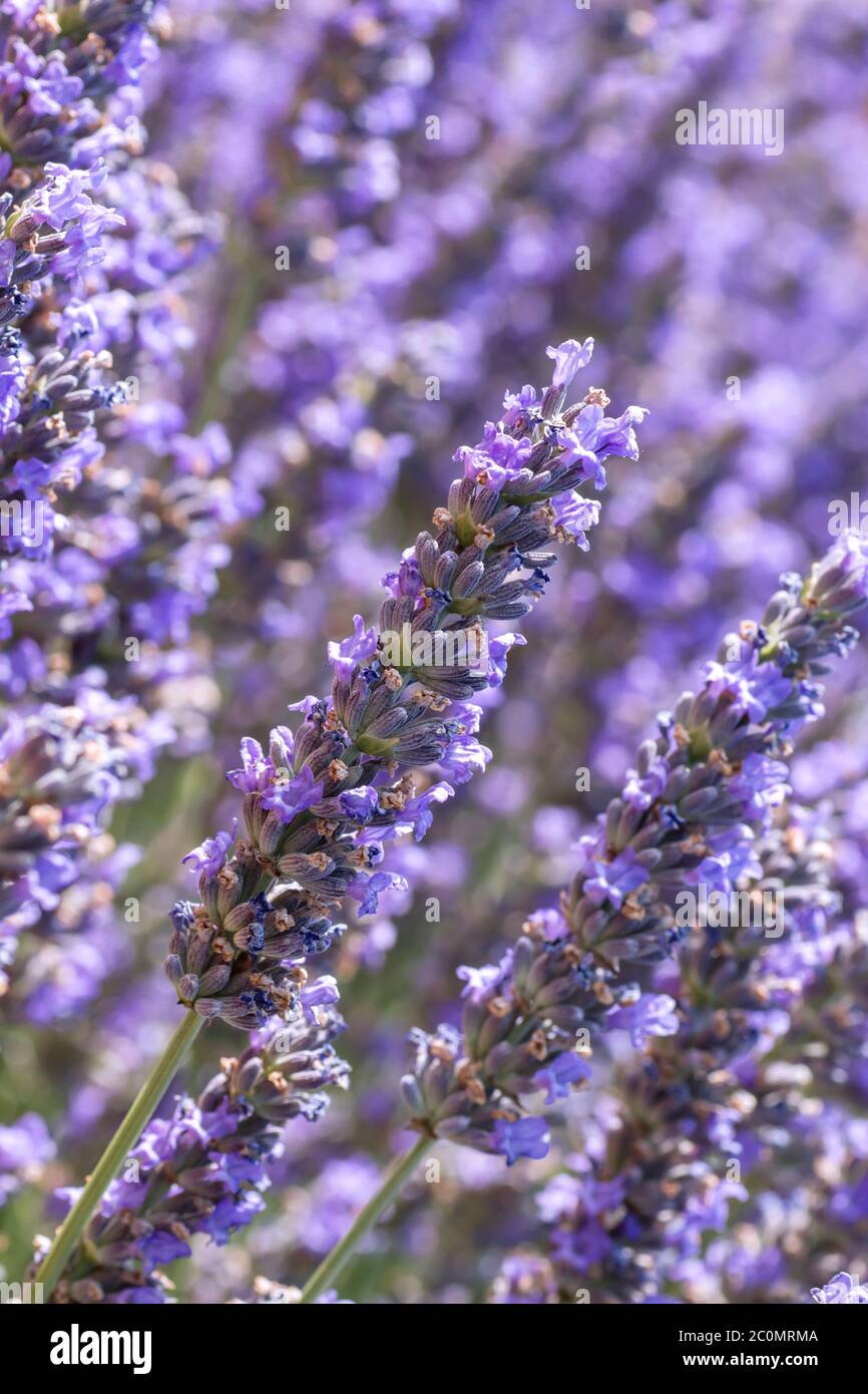 Purple lavender flowers hi-res stock photography and images - Alamy