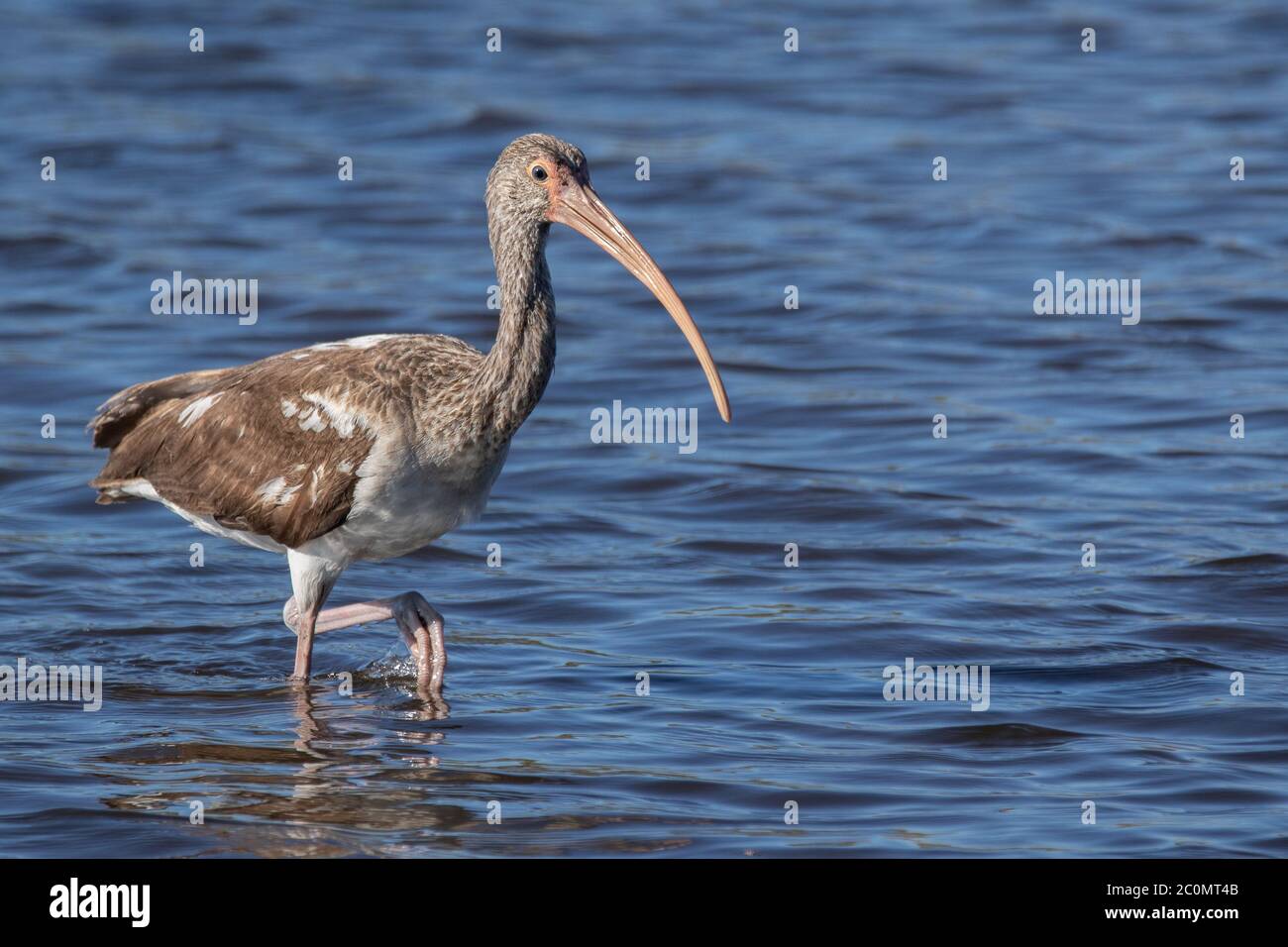 Juvenile White Ibis Stock Photo - Alamy