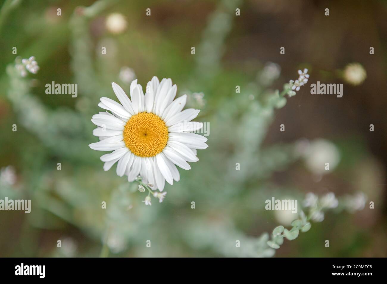 daisy flower head Stock Photo - Alamy