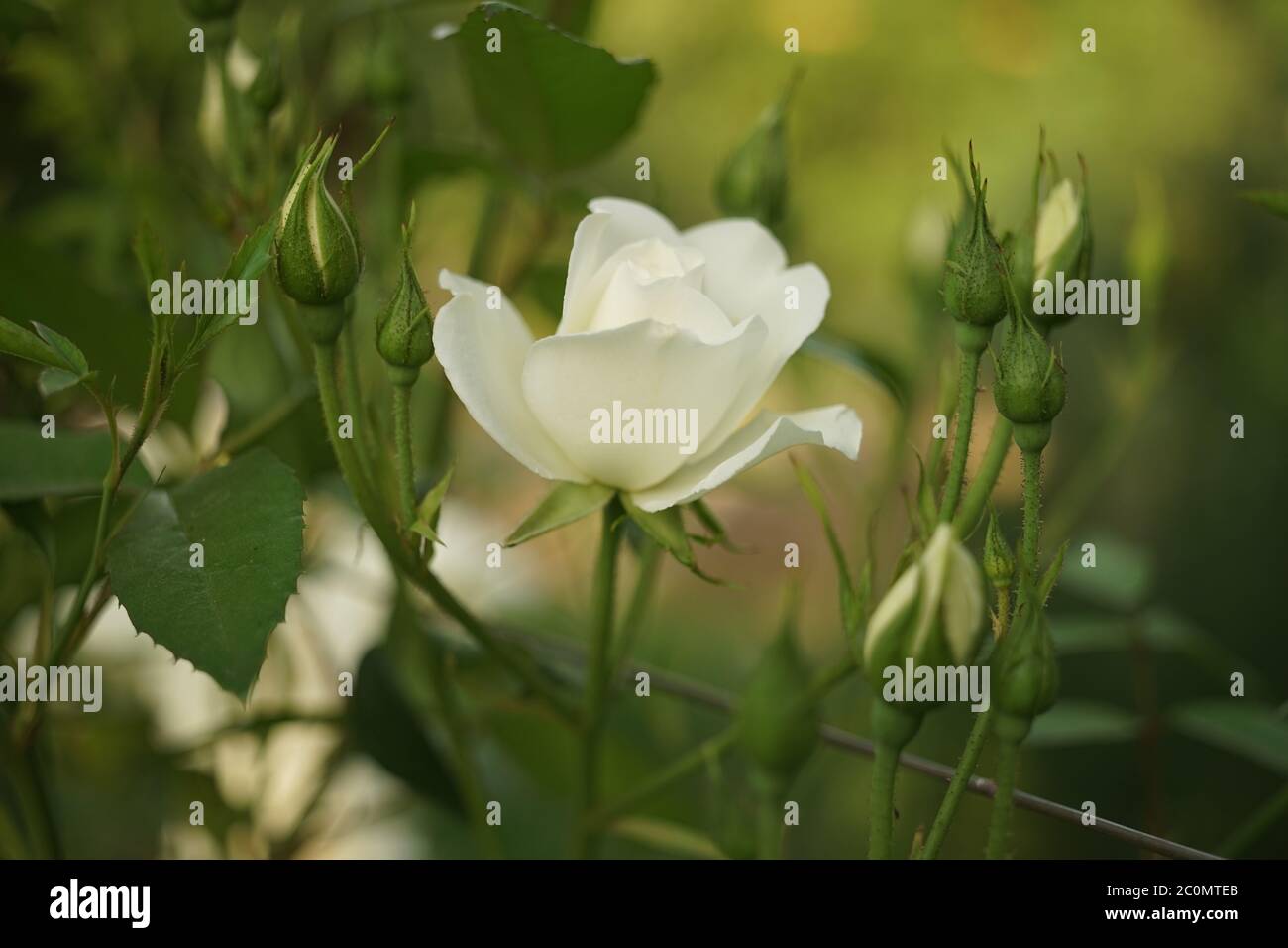 Beautiful white rose flower grow in the garden Stock Photo - Alamy