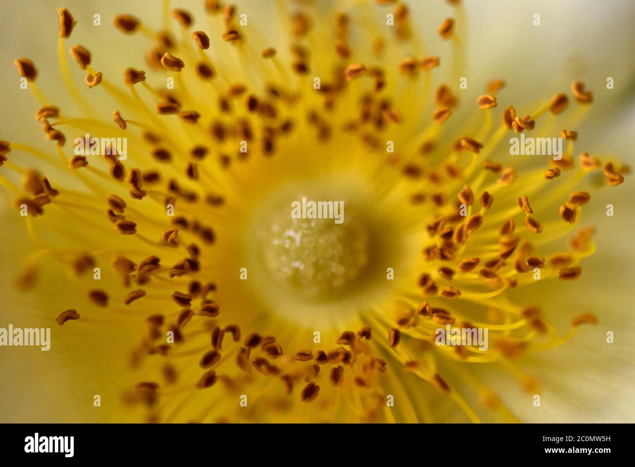 Centre of rose hi-res stock photography and images - Alamy