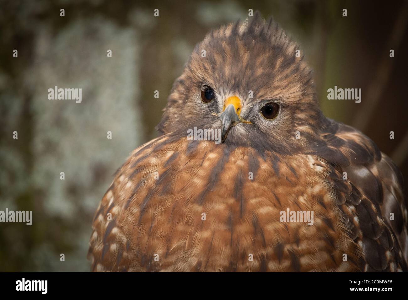 Fluffed out feathers hi-res stock photography and images - Alamy