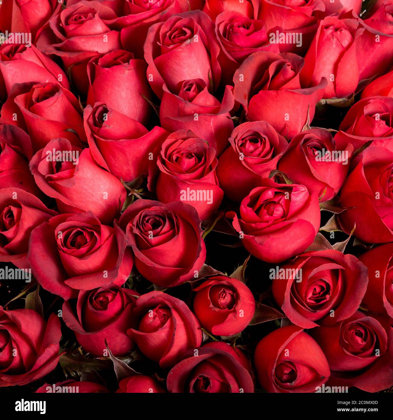 Natural red roses background Stock Photo - Alamy