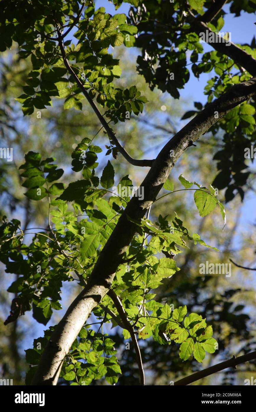 Tall ash trees hi-res stock photography and images - Alamy
