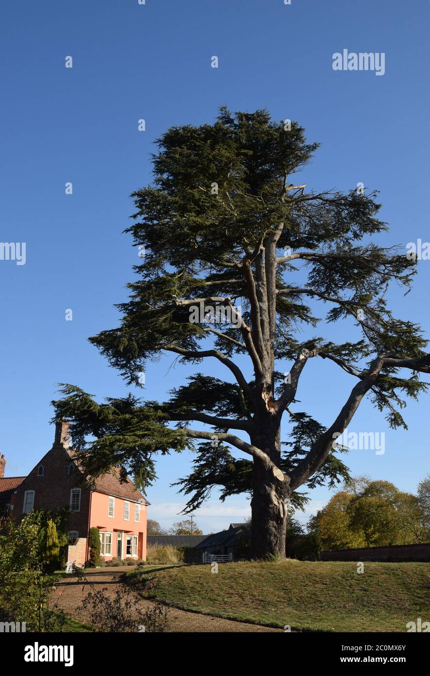 Tall scots pine trees hi-res stock photography and images - Alamy