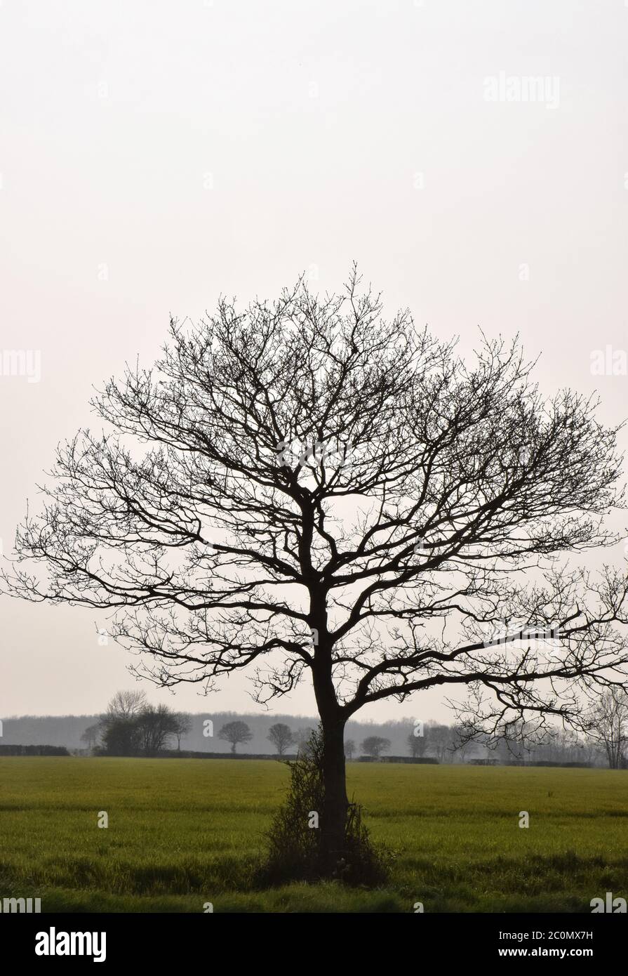 bare tree in winter Stock Photo - Alamy