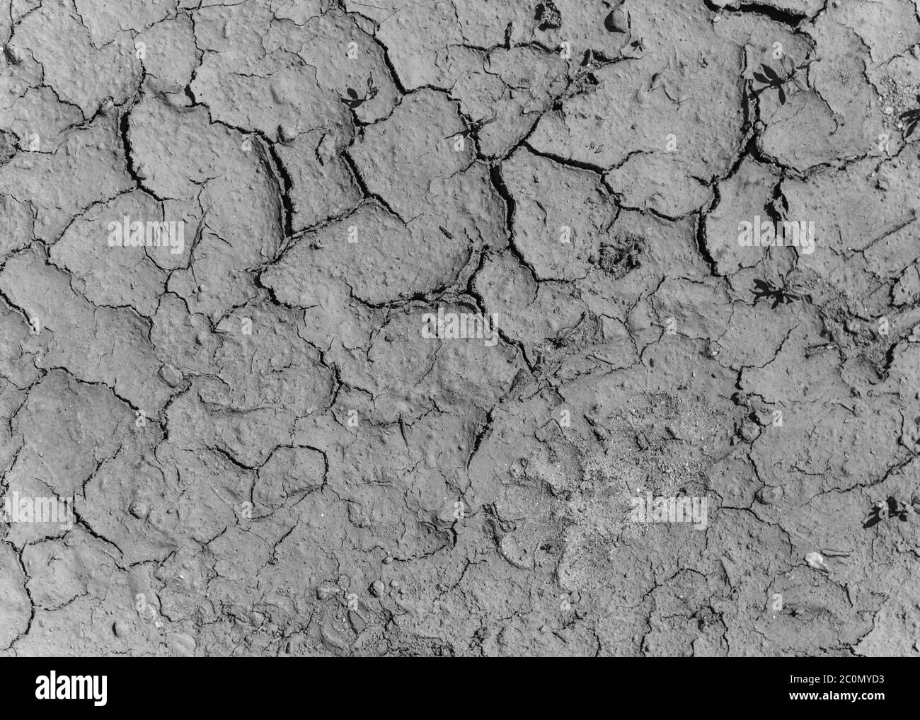 Texture drought parched earth Stock Photo - Alamy