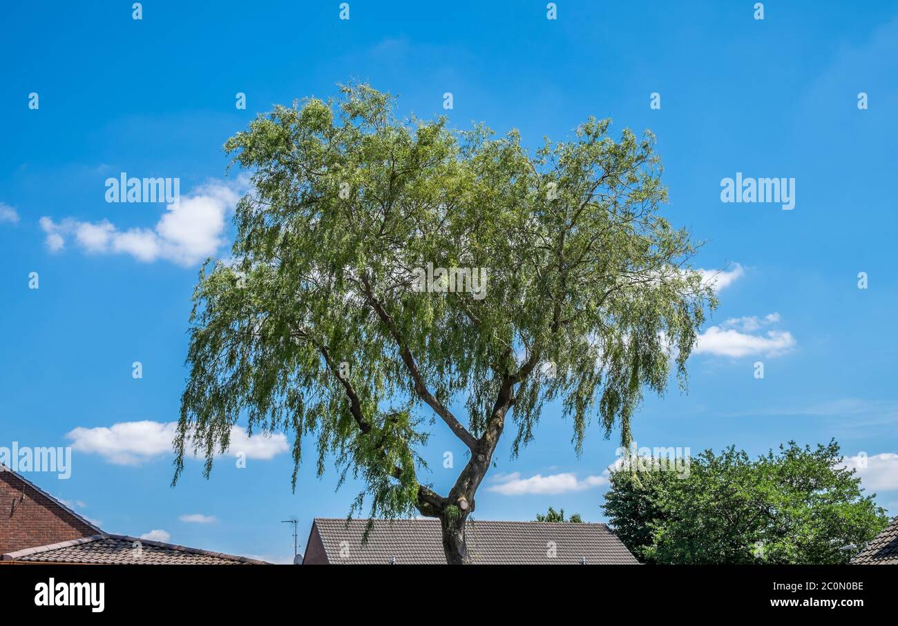 Weeping willow tree taken from low down Stock Photo - Alamy